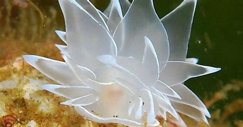 Sea Slug Post For The Cause Album On Imgur