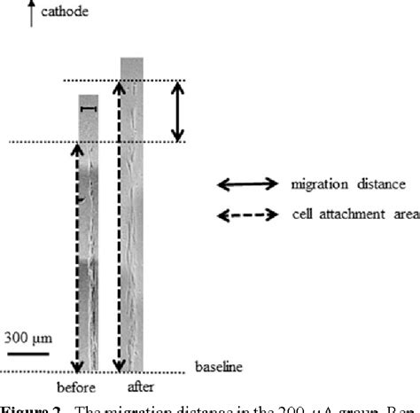 Figure 2 From Monophasic Pulsed 200 μa Current Promotes Galvanotaxis With Polarization Of Actin