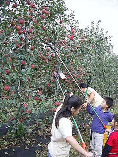 사과를 따고 있는 아이들 오마이포토
