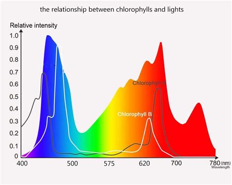 How Does Red Light Affect Photosynthesis At Sherlyn Weyer Blog