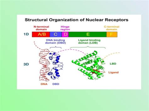 Nuclear Envelope Ppt