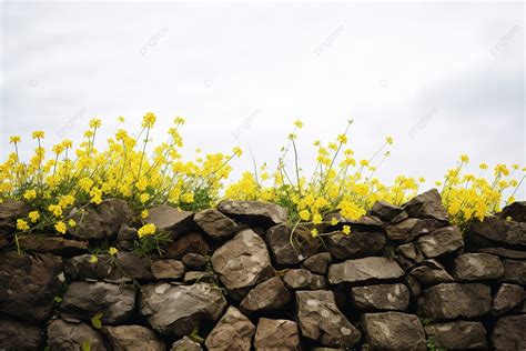 구름과 노란 꽃으로 둘러싸인 암벽 높은 해상도 국내여행 꽃들 배경 일러스트 및 사진 무료 다운로드 Pngtree