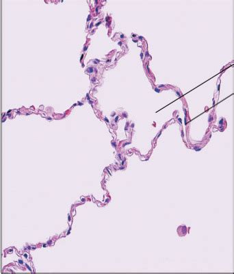 Anatomy Lab Flashcards Quizlet