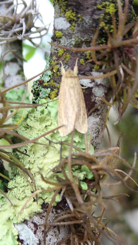 Insectes La Nature Photo Gratuite Sur Pixabay Pixabay