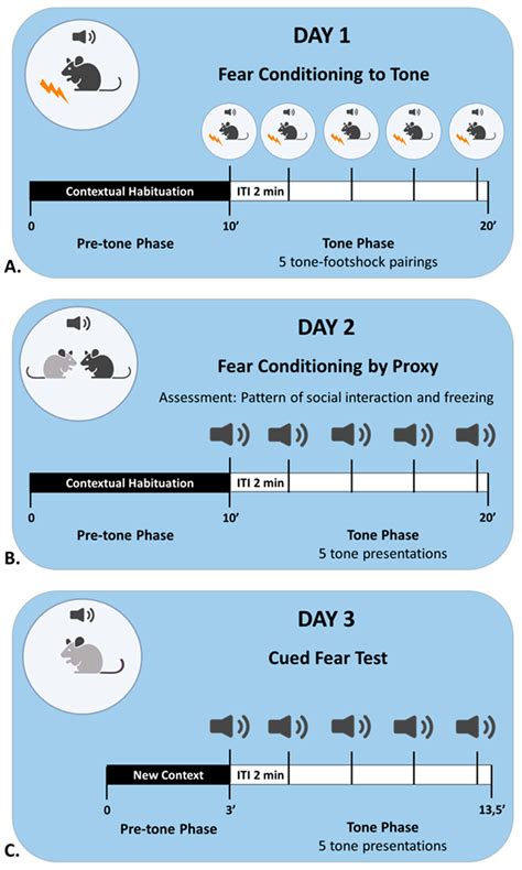 Ijms Free Full Text Fear Conditioning By Proxy The Role Of High Affinity Nicotinic
