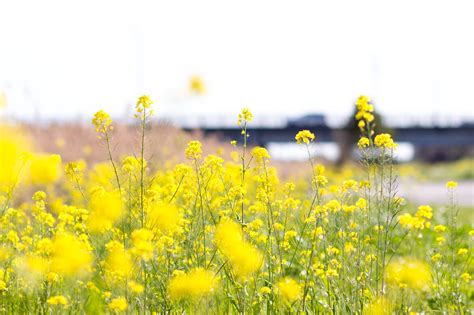 5月19日からの日程 あずま鍼灸整骨院うるま市 宜野座村の整骨院鍼灸院