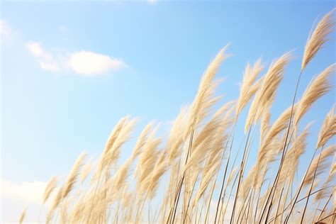 푸른 하늘 아래 바람에 날리는 갈대 푸른 하늘과 억새 고화질 사진 사진 공장 배경 일러스트 및 사진 무료 다운로드 Pngtree