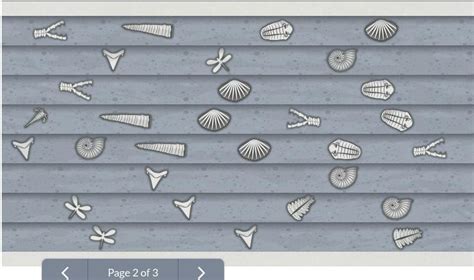 Free Fossil Record Layers Place The Rock Layers In Order From Oldest
