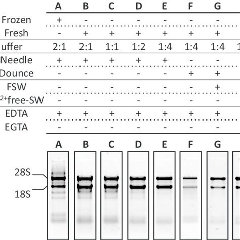 Overview Of The Polysome Profiling Protocol To Analyze Translation Download Scientific Diagram
