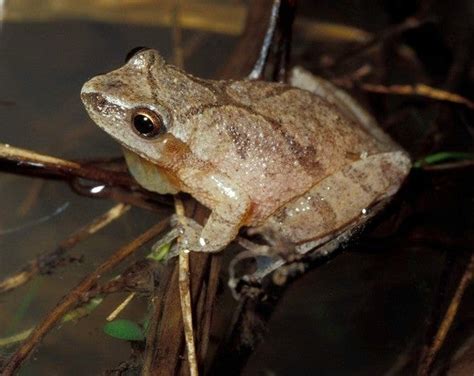 Learn About Spring Peepers And Other Frogs At Feb 7 Mdc Virtual