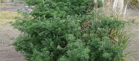 Tree Lupin Environment Canterbury