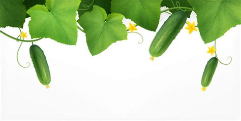 Cucumber Royalty Free Vector Image VectorStock