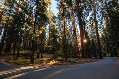 Sequoia National Park At Sunrise California Usa Stock Image Image Of