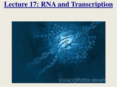 PPT Lecture RNA And Transcription PowerPoint Presentation Free Download ID