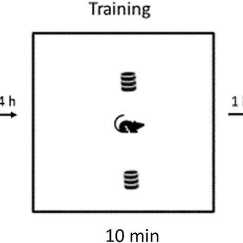 Experimental Protocol For Novel Object Recognition Testing Novel Download Scientific Diagram