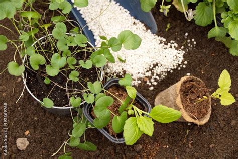 Молодая рассада цветов на фоне почвы и минеральные удобрения в совке ...