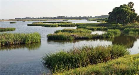 Marsh Definition