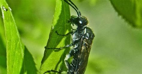 yamasanae クロハバチ 黒葉蜂