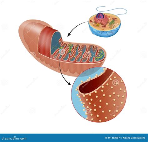 Mitochondria Have An Inner And Outer Membrane With An Intermembrane Space Between Them Stock
