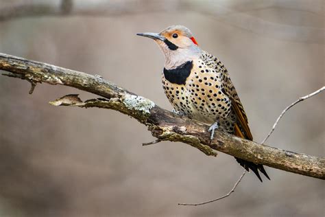 Photos Of Yellow Shafted Flicker At John Triche Blog