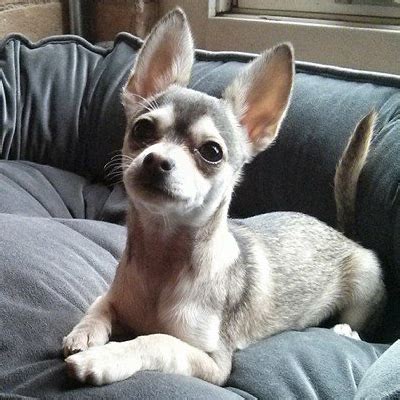 Minimalist Jquery Image Lightbox