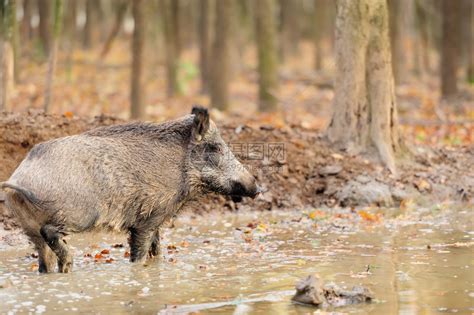 年轻野猪在森林里高清图片下载 正版图片507070049 摄图网