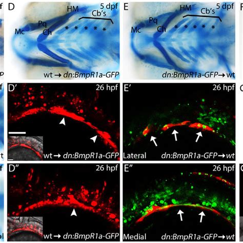 Endoderm Requires Reception Of Bmp Signaling For Proper Development Download Scientific