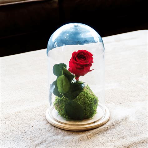 Rosa Magia Eterna Kokedamas Lucciana