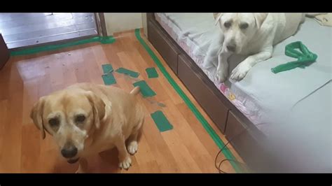 레브라도리트리버 산이연이 홧팅 Youtube