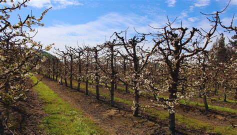 Research Seeks To Optimize The Application Of N In Cherry Trees