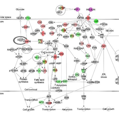The Sirtuin Signaling Pathway Constructed In The Ingenuity Pathway