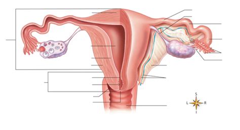 Female Reproductive System Diagram Quizlet