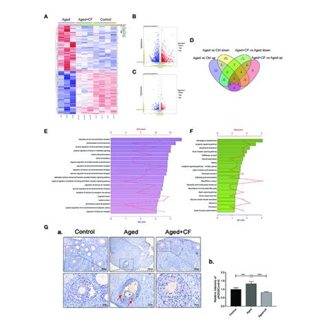 Transcriptome And Bioinformatics Analyses Of Ovaries A Heatmap Of Download Scientific