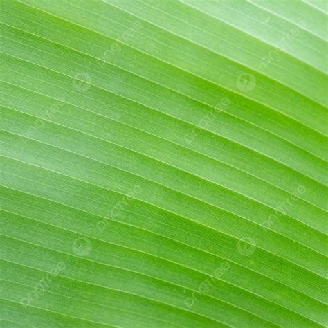 밝은 녹색 열대 야자수 잎에 곡물의 근접 촬영 사진 배경 및 무료 다운로드를위한 그림 Pngtree