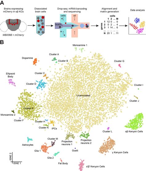 Lab Single Cell RNA Seq Genomics With R For Biologists