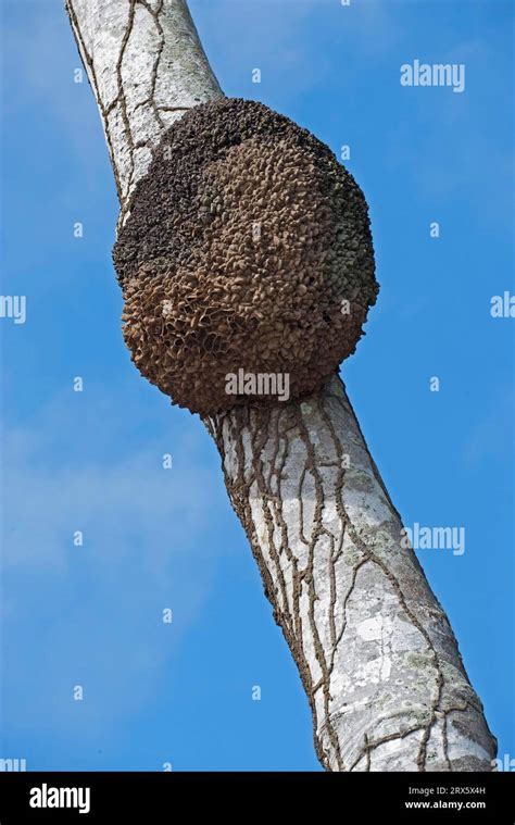 Termite Nest Pantanal Termite Burrow Tree Termites Brazil Stock