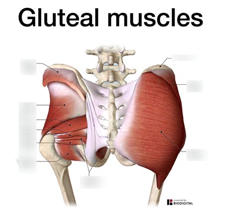 Bio 22 E1 Gluteal Muscles Diagram Quizlet