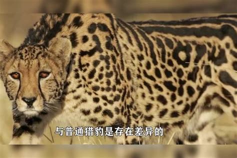 5个稀有的独特动物，孔雀开屏一半白色一半彩色，百年难遇动物白色