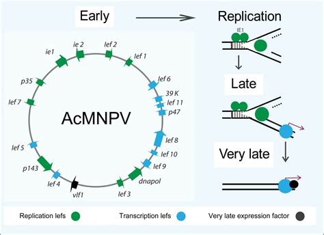 Baculovirus Gene Expression Intechopen