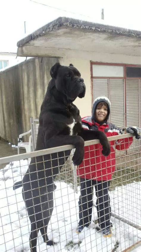 Cane Corso Fence Height At Joyce Hartmann Blog