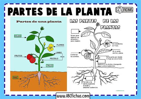 La Planta Estructura Y Funciones De Las Partes De La Planta