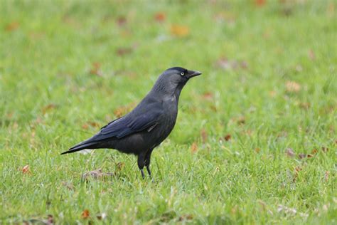 Jackdaw Birdforum