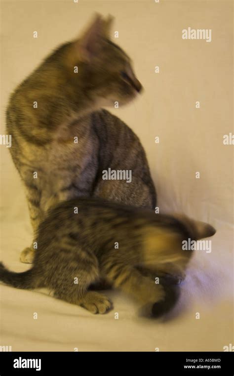 Adult Tabby Cat With Her Playful Tabby Kitten Stock Photo Alamy