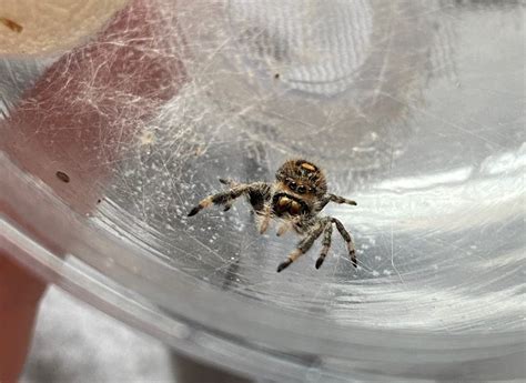 Jumping Spiders Spiders Web Hq