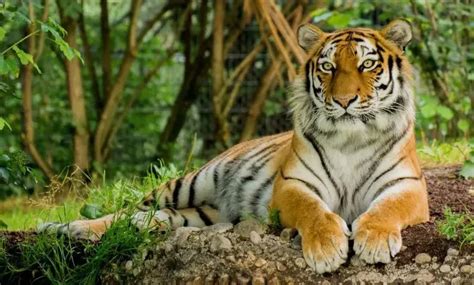 Pg Palya Wildlife Safari