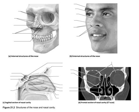 Nose And Nasal Cavity Diagram Quizlet