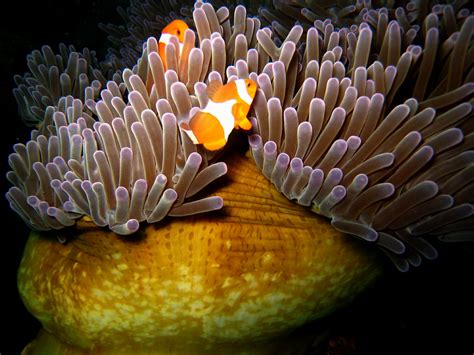 Clownfish And Sea Anemone Mutualism