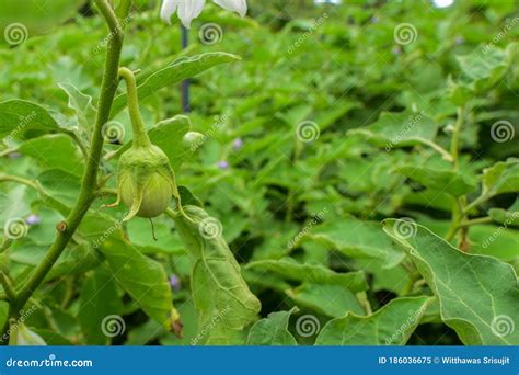 Commercial Eggplant Farms Organic Food Stock Image Image Of Farming