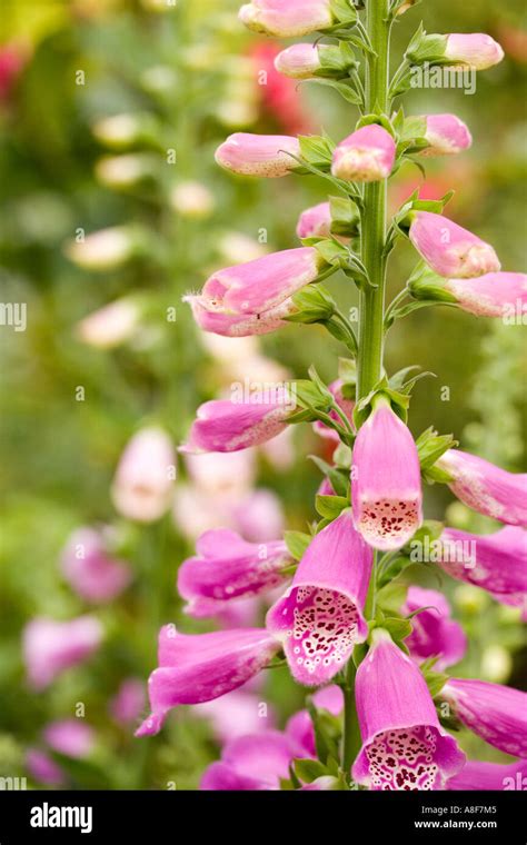 Perennial foxgloves hi-res stock photography and images - Alamy