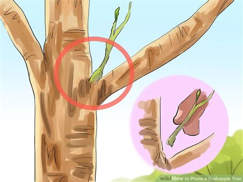 How To Prune A Crabapple Tree 12 Steps With Pictures Wikihow